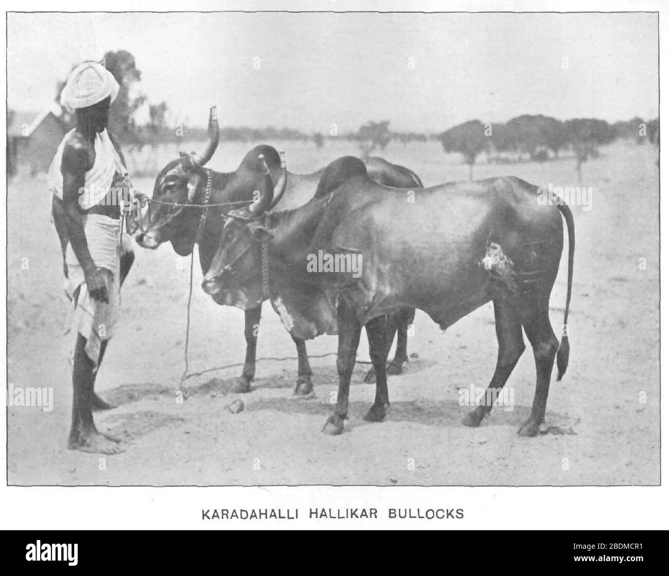 Hallikar hi-res stock photography and images - Alamy