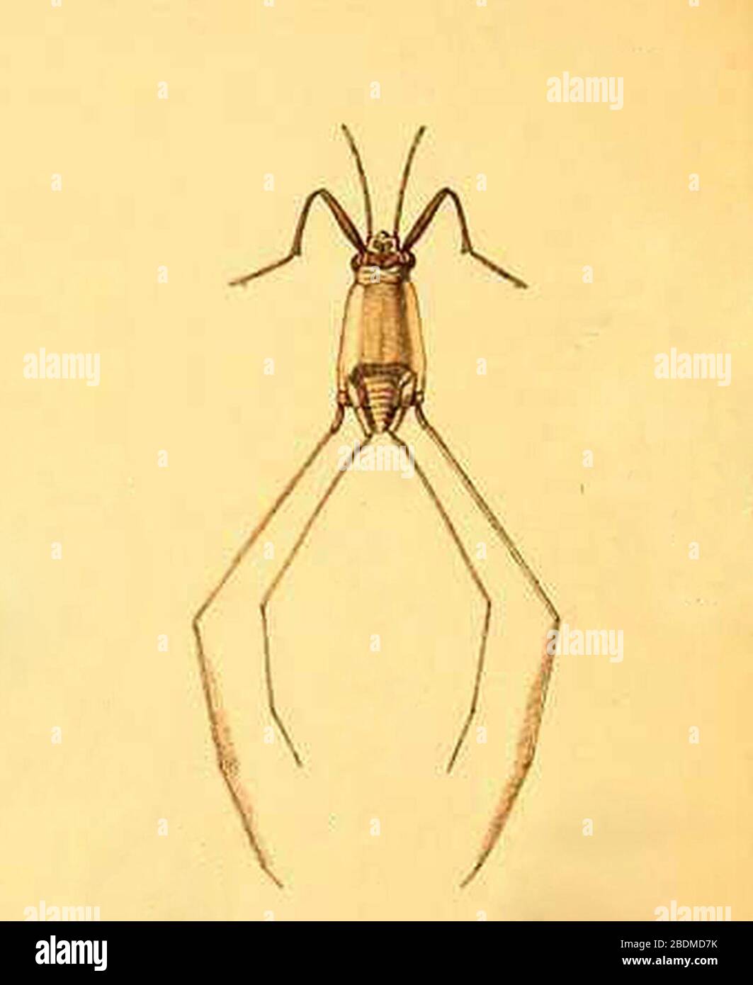 Halobates princeps White Stock Photo - Alamy