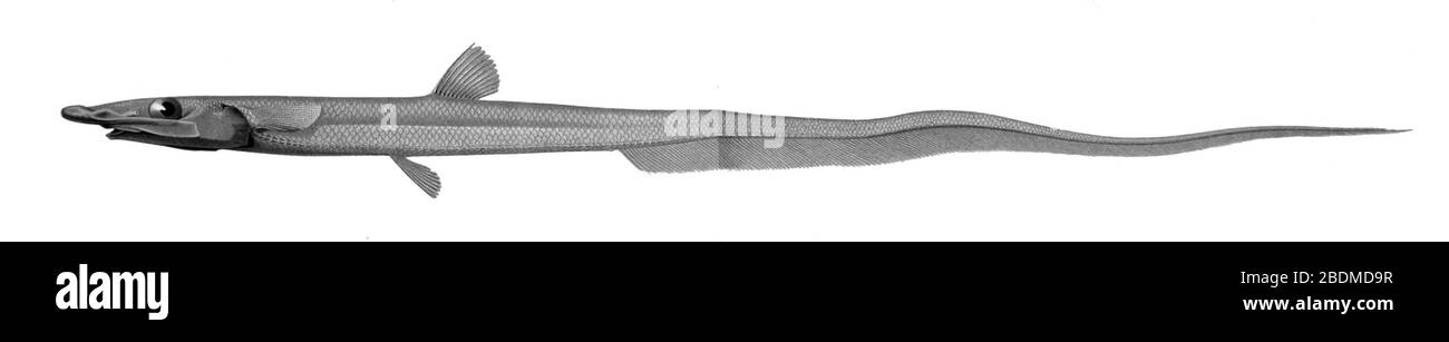 Halosaurus hi-res stock photography and images - Alamy