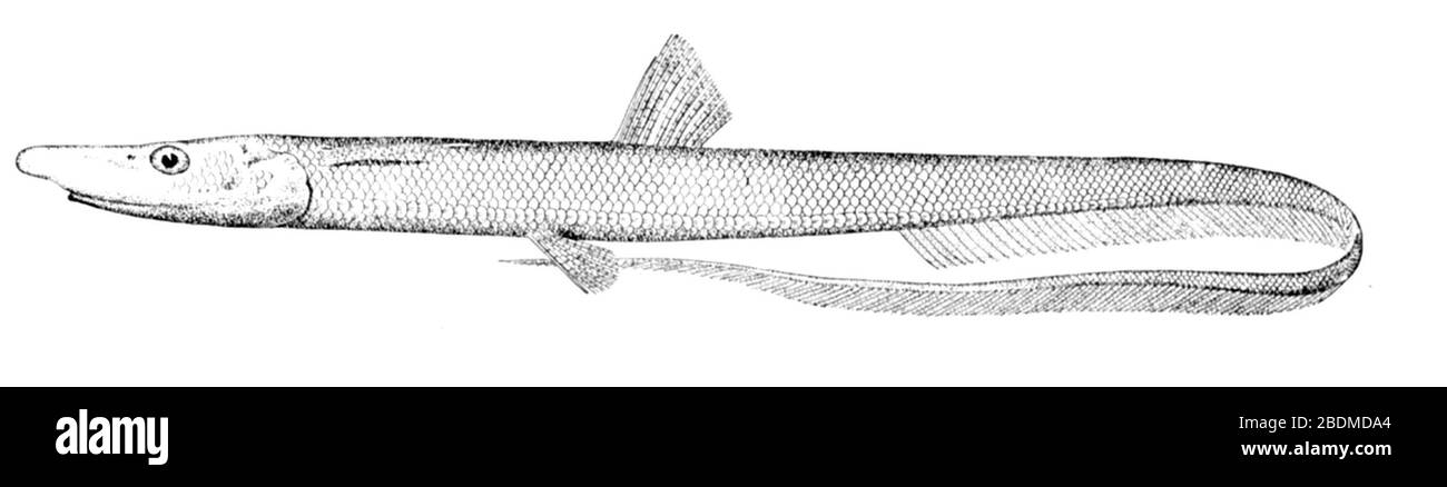 Halosaurus hi-res stock photography and images - Alamy