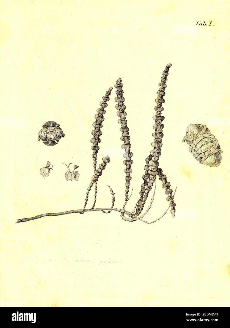 Halopeplis perfoliata as Salicornia perfoliata Stock Photo - Alamy