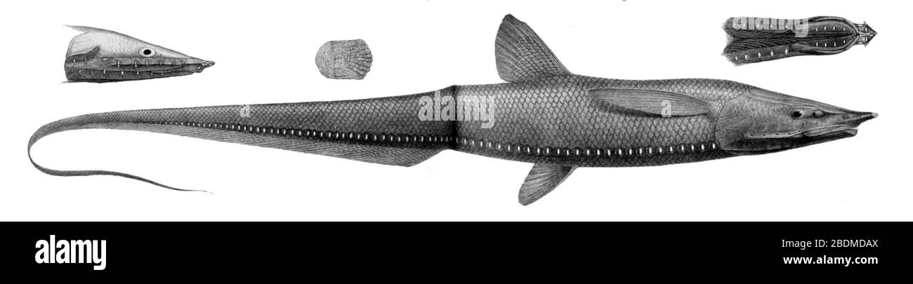 Halosauropsis hi-res stock photography and images - Alamy