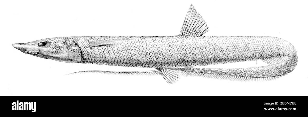 Halosaurus hi-res stock photography and images - Alamy