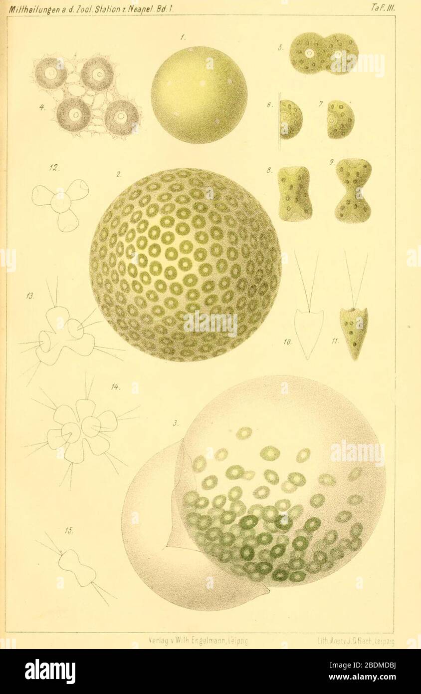 Halosphaera viridis hi-res stock photography and images - Alamy