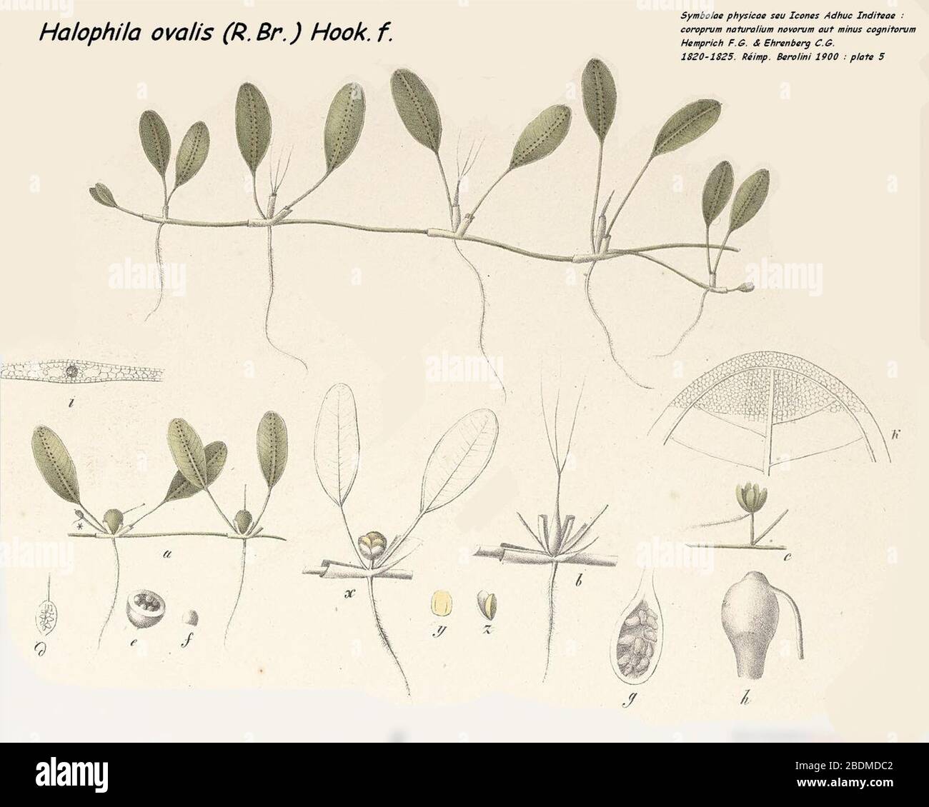 Halophila ovalis hi-res stock photography and images - Alamy