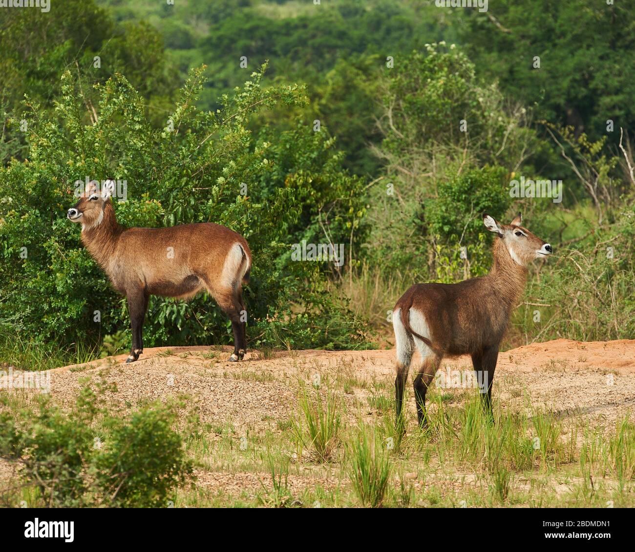 Gazelle mating hi-res stock photography and images - Alamy