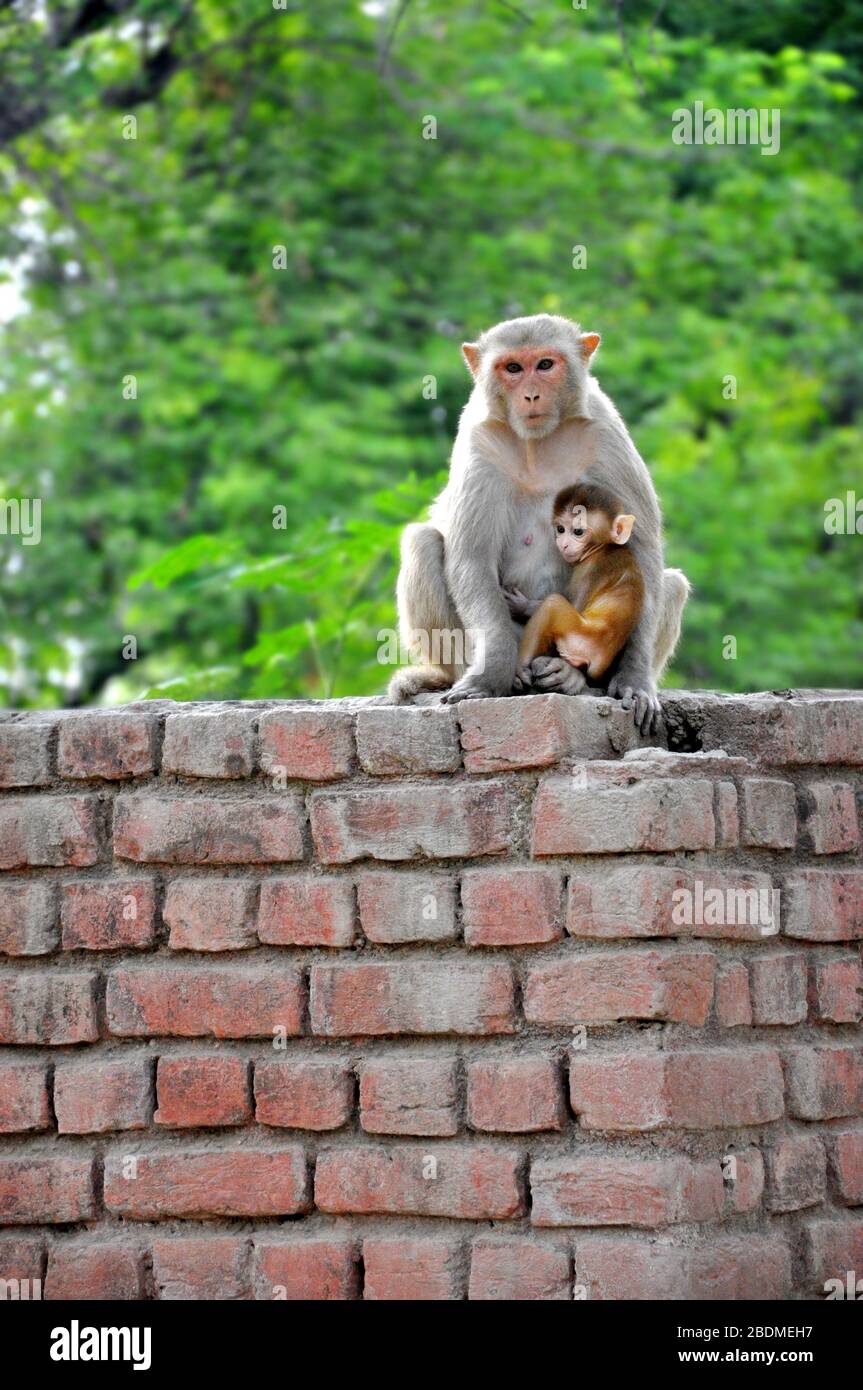A monkey with babies relaxes a top a brick wall Stock Photo - Alamy