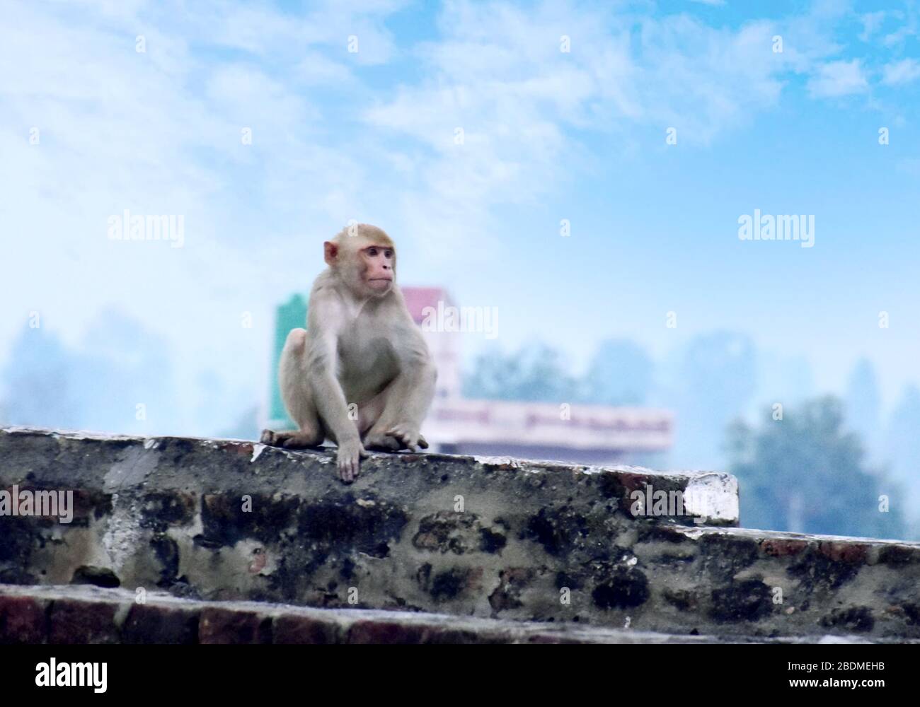 Monk breed hi-res stock photography and images - Alamy