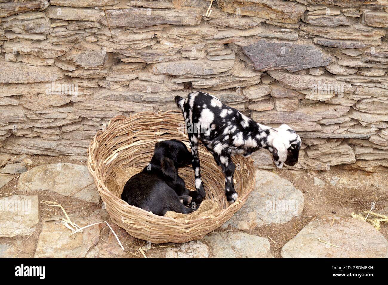 The Beetal goat is a breed from the Punjab region of India and Pakistan ...
