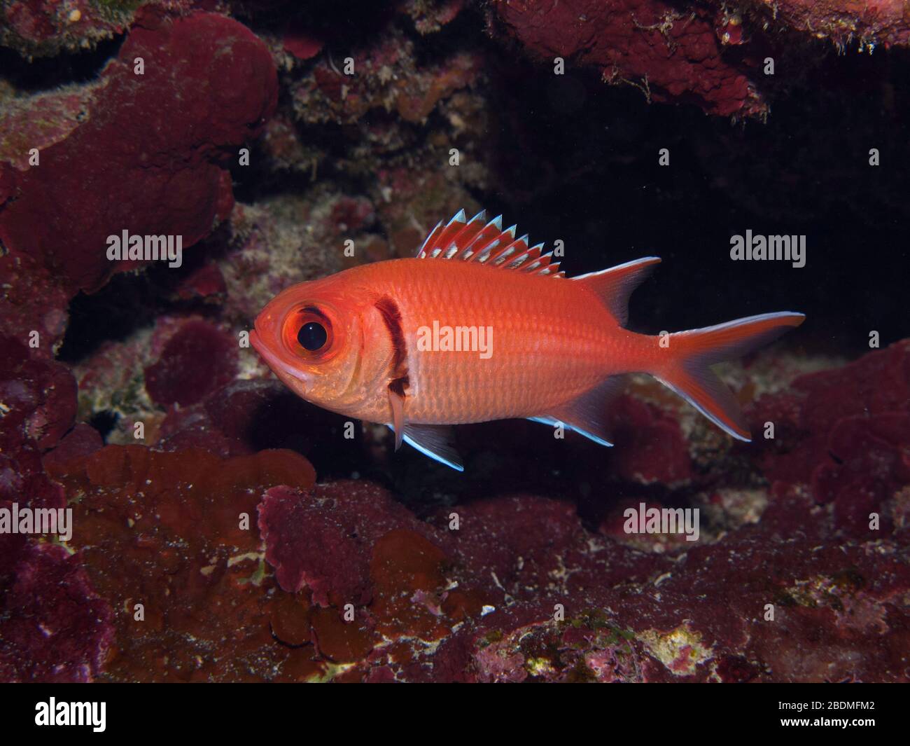 Blackbar soldierfish (Myripristis jacobus) shelters in the coral reef ...