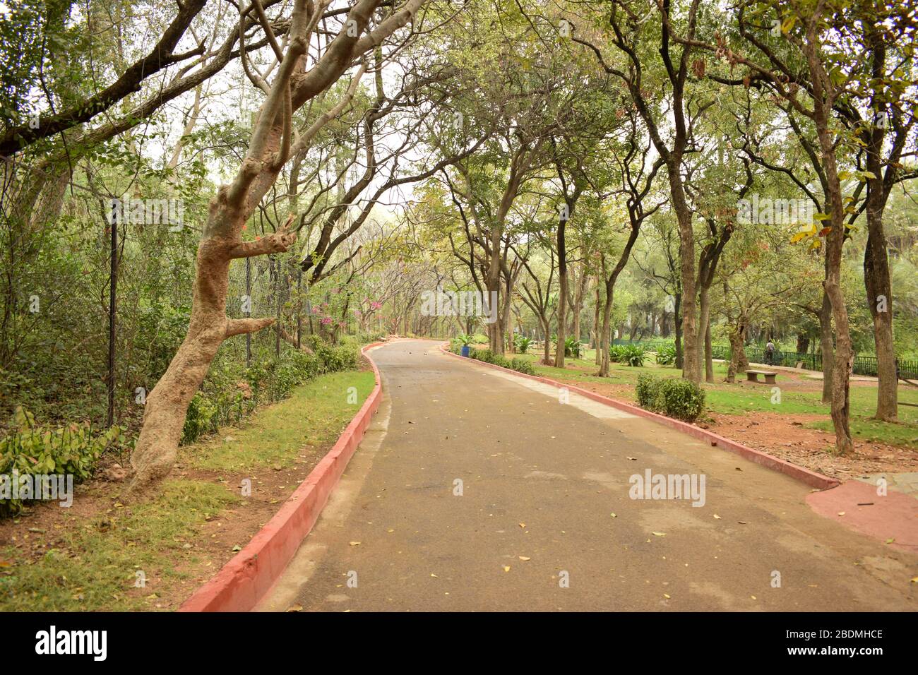 Dirty Road Pathway Background,Falling Leaves on dirty road stock ...