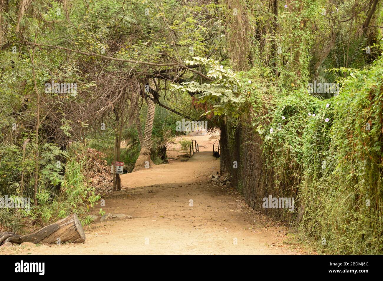 Forest path landscape. Forest dirty road view. Forrest pathway ...