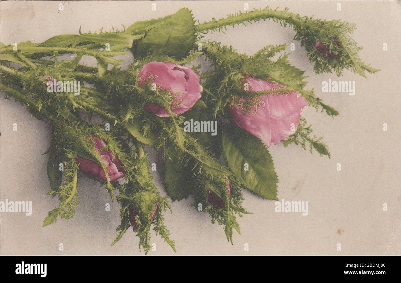 Tinted photograph hi-res stock photography and images - Alamy