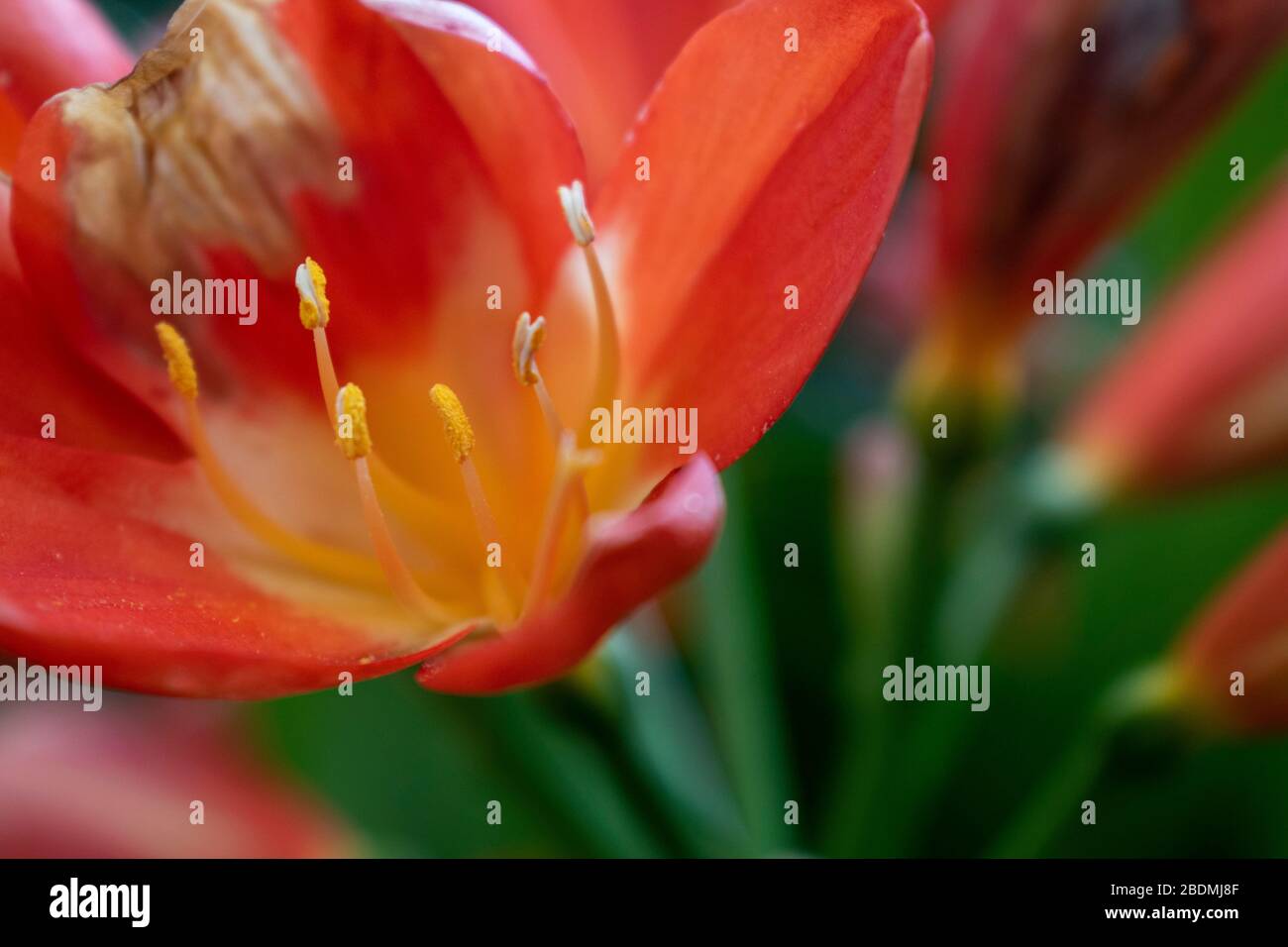 Springtime brings many flowers to California Stock Photo - Alamy