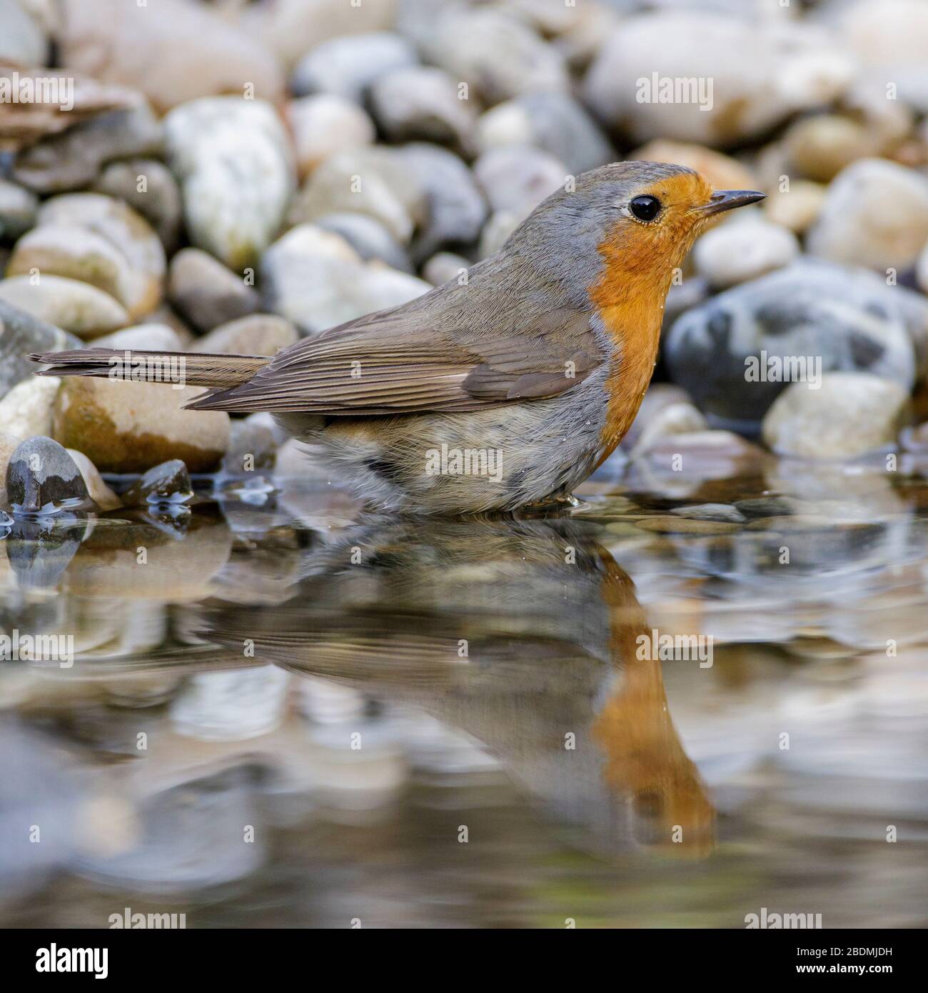 Rotkehlchen badet hi-res stock photography and images - Alamy
