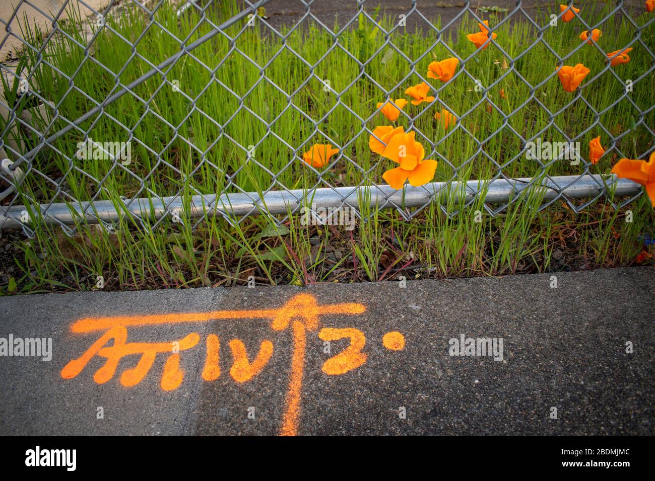 The poppy is California's state flower and it pops up everywhere in the ...
