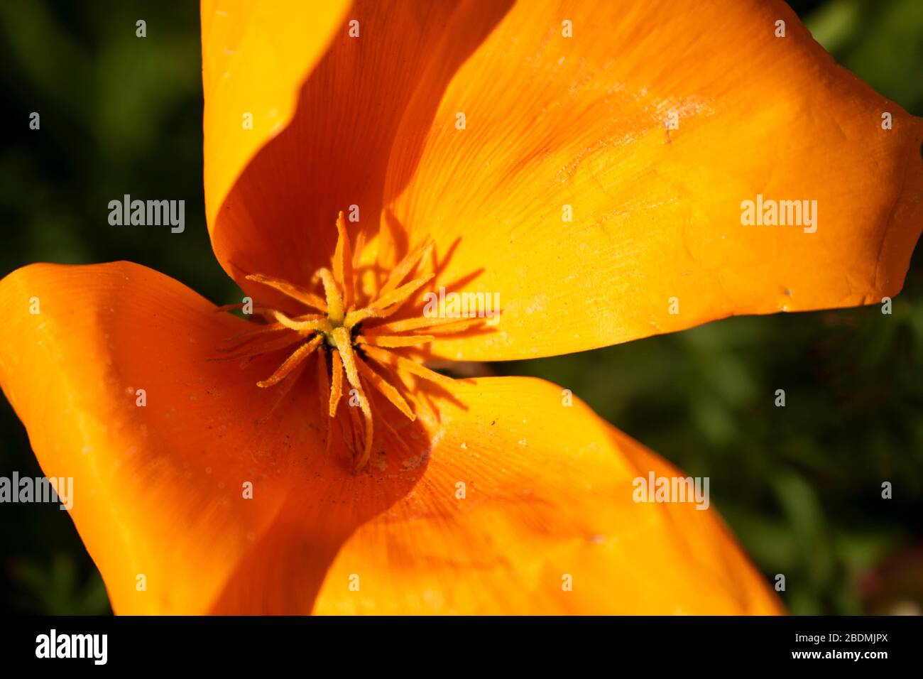 The poppy is California's state flower and it pops up everywhere in the ...