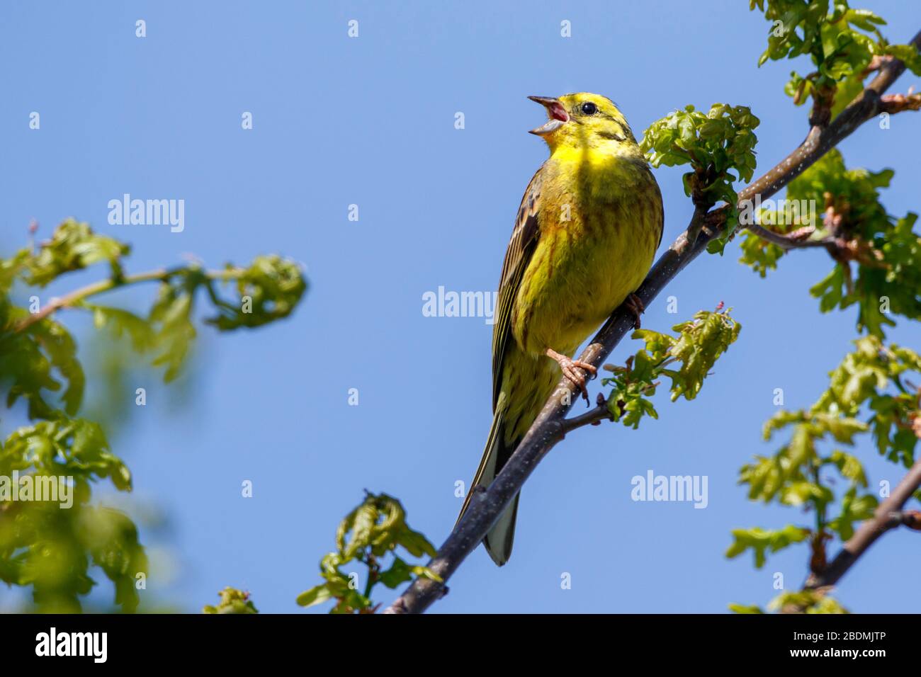 Goldammer (Emberiza citrinella) Männchen Stock Photo - Alamy