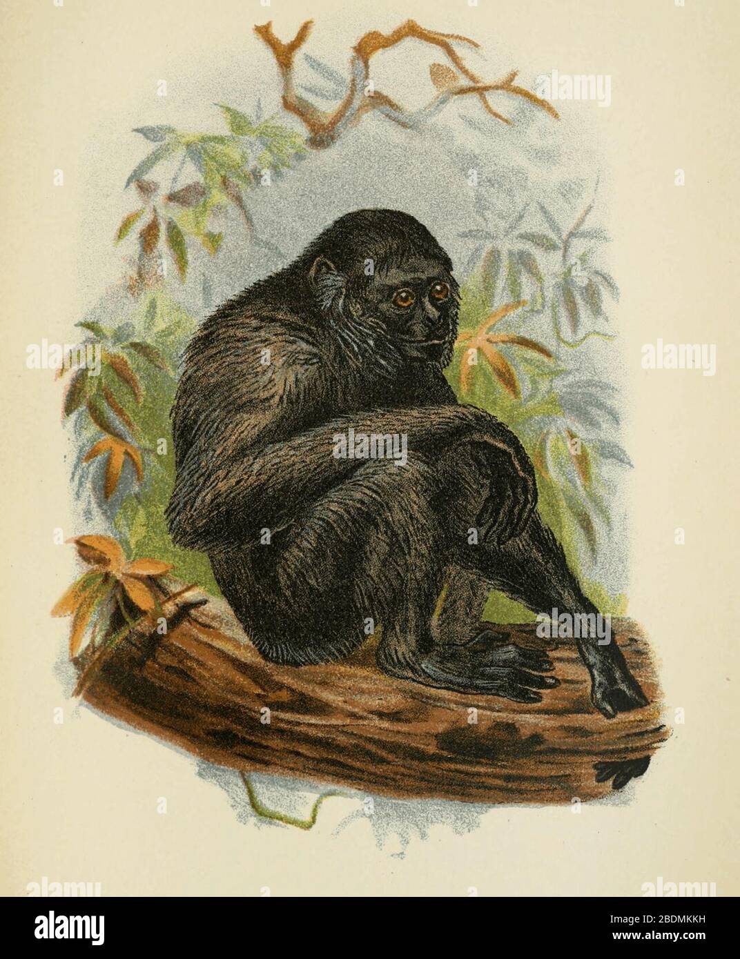 Handbook to the Primates Plate 38 Stock Photo - Alamy