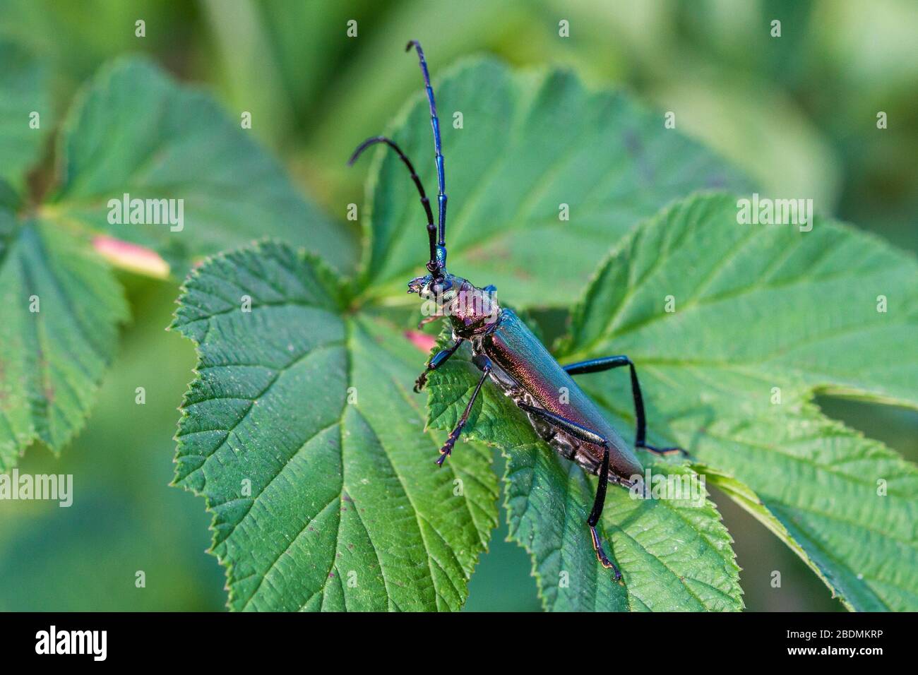 Moschusbock aromia moschata hi-res stock photography and images - Alamy