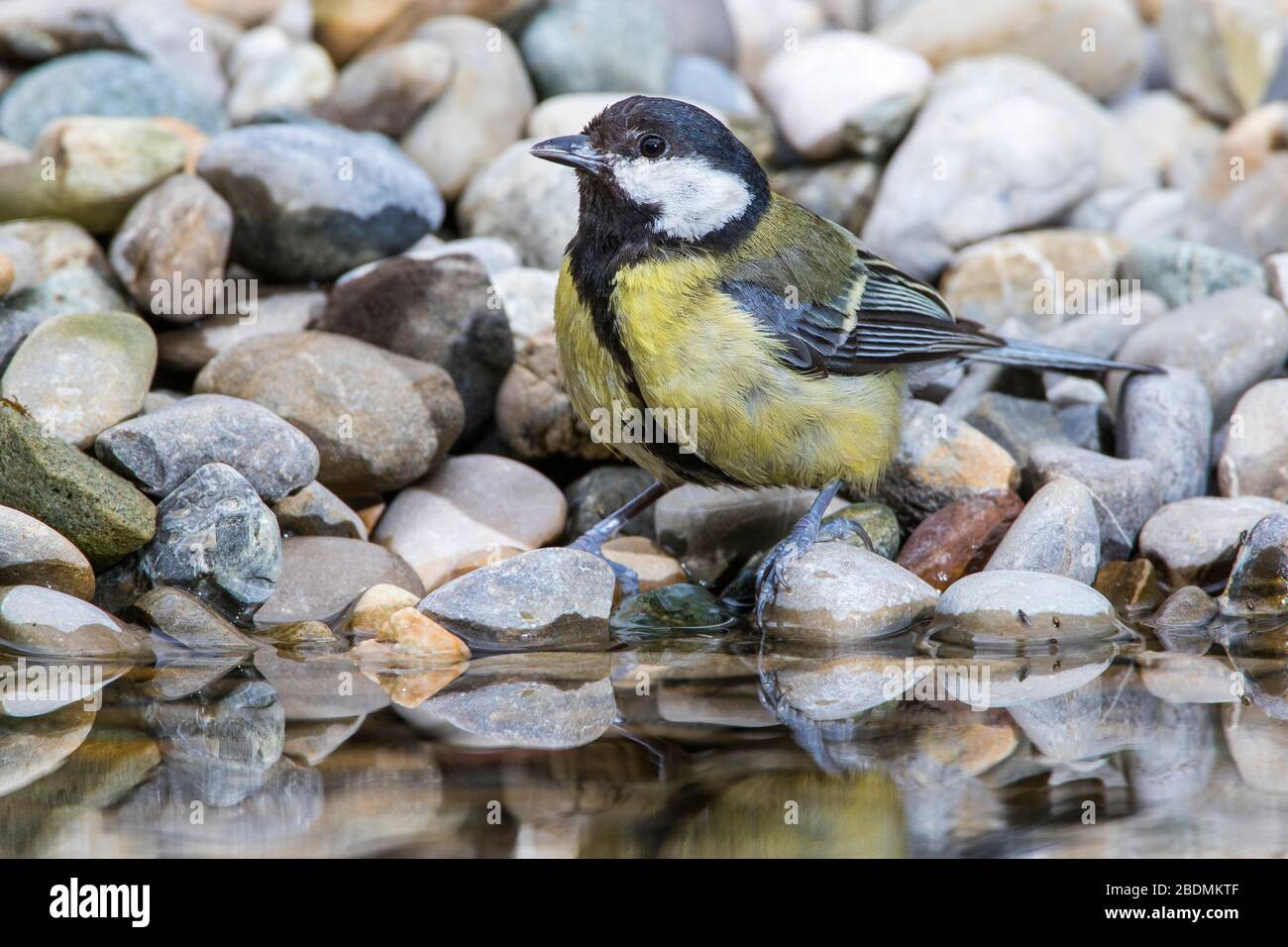 Adult parus major hi-res stock photography and images - Alamy