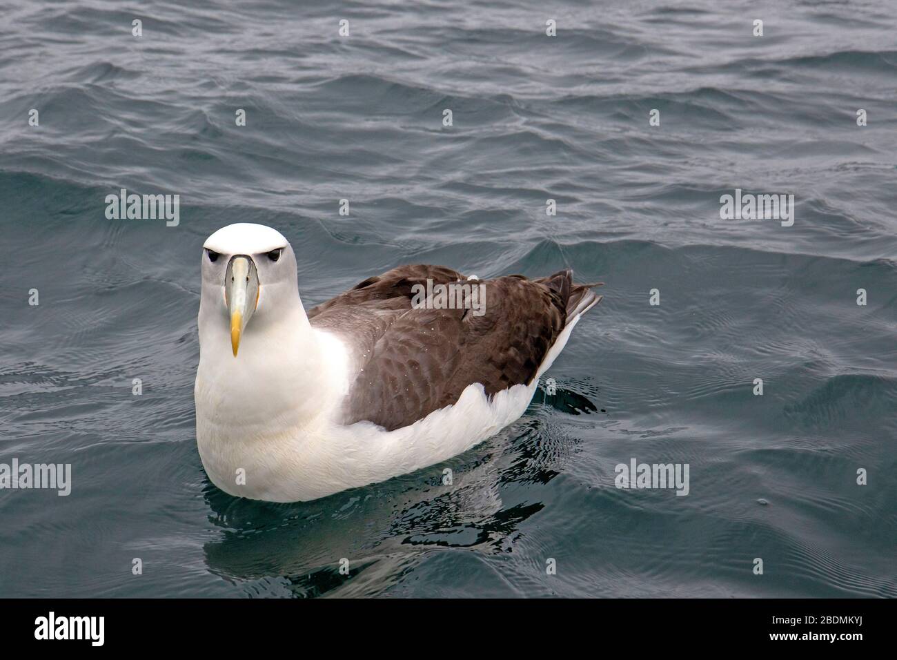 White-capped albatross off Stewart Island Stock Photo - Alamy