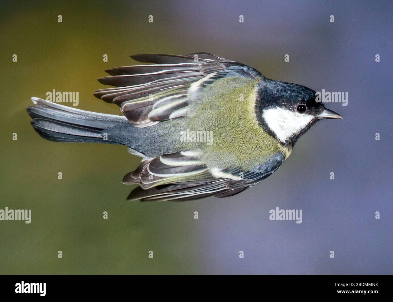 Kohlmeise (parus major Stock Photo - Alamy