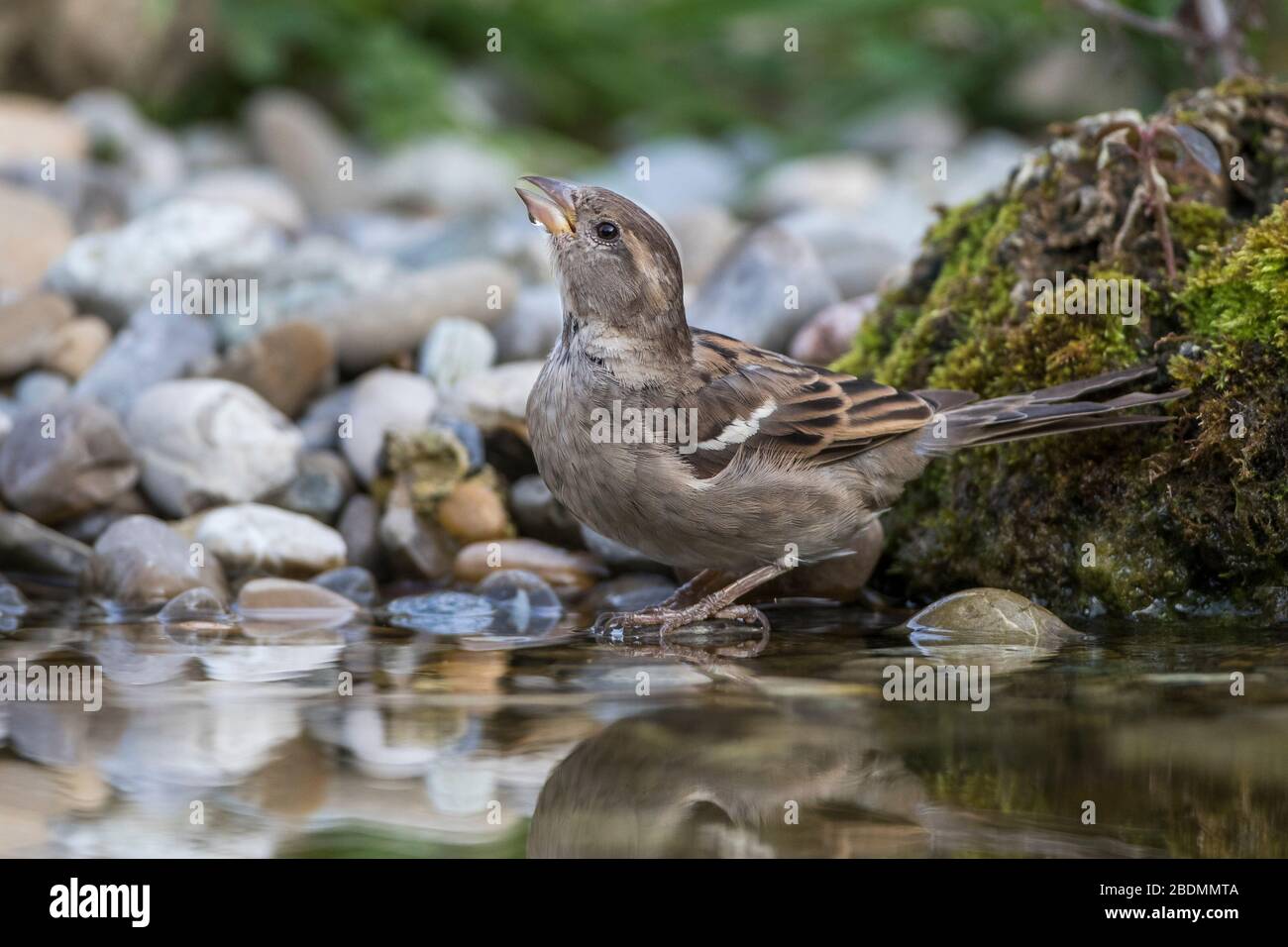Haussperling hi-res stock photography and images - Alamy