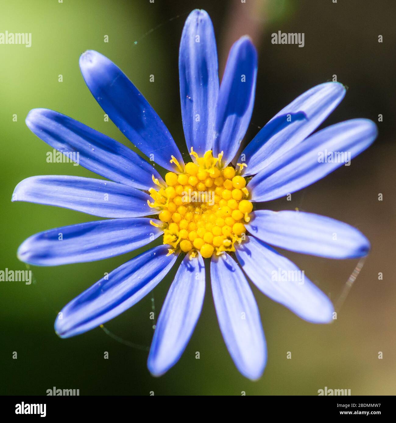 Blue marguerite felicia amelloides hi-res stock photography and images ...