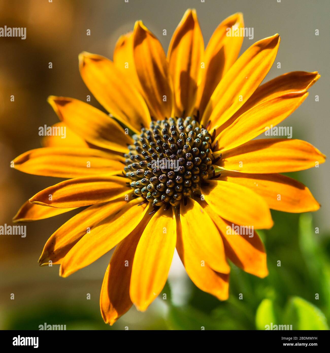 Osteospermum bloom hi-res stock photography and images - Alamy