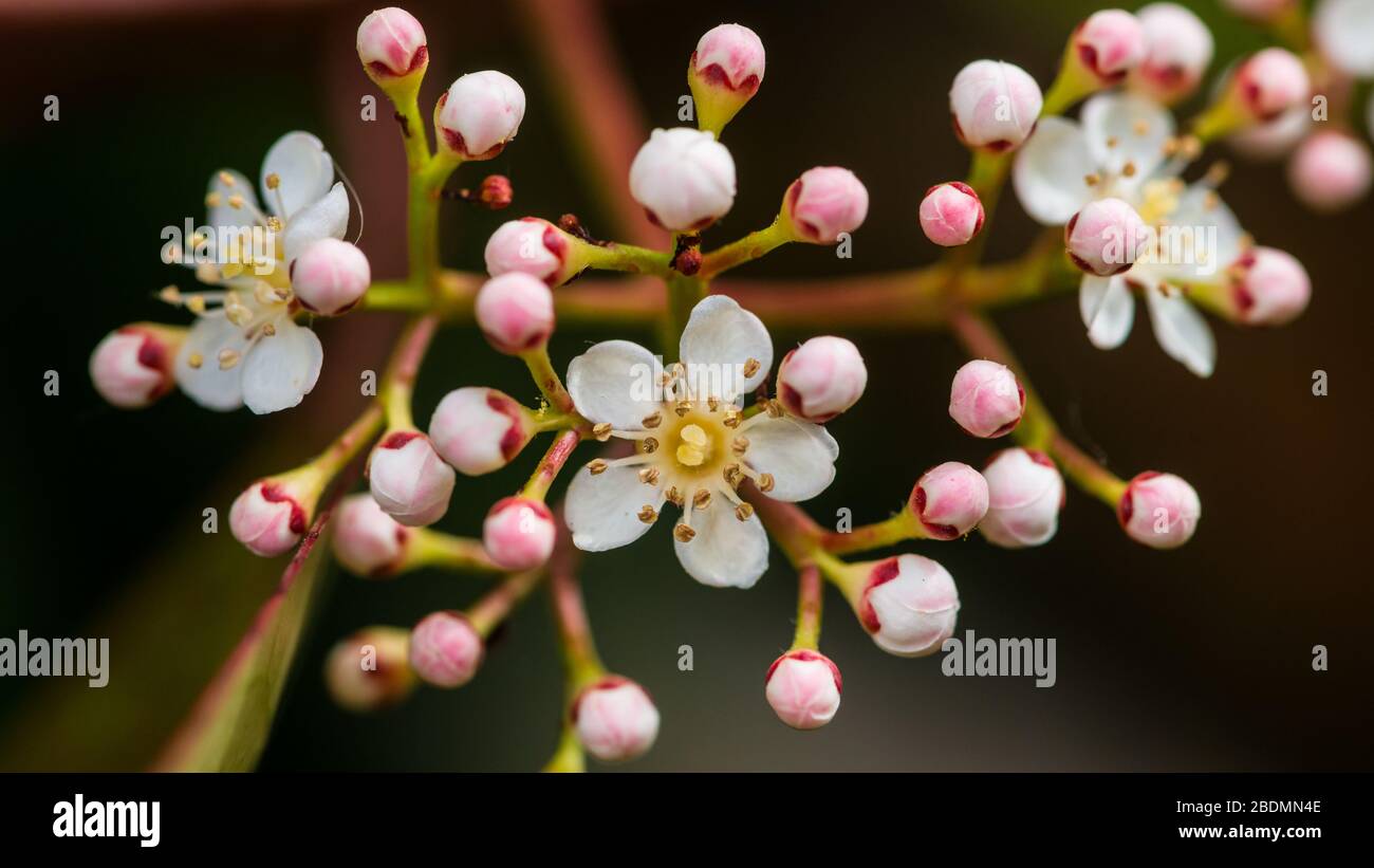 A macro shot of the white blossom of a red robin bush Stock Photo - Alamy