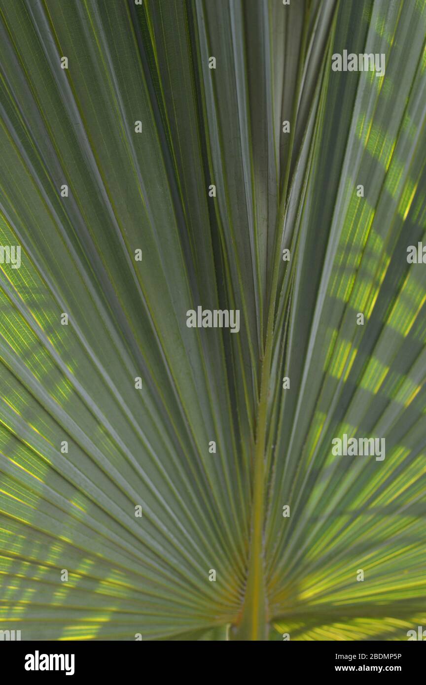 Dypsis lutescens isolated hi-res stock photography and images - Alamy