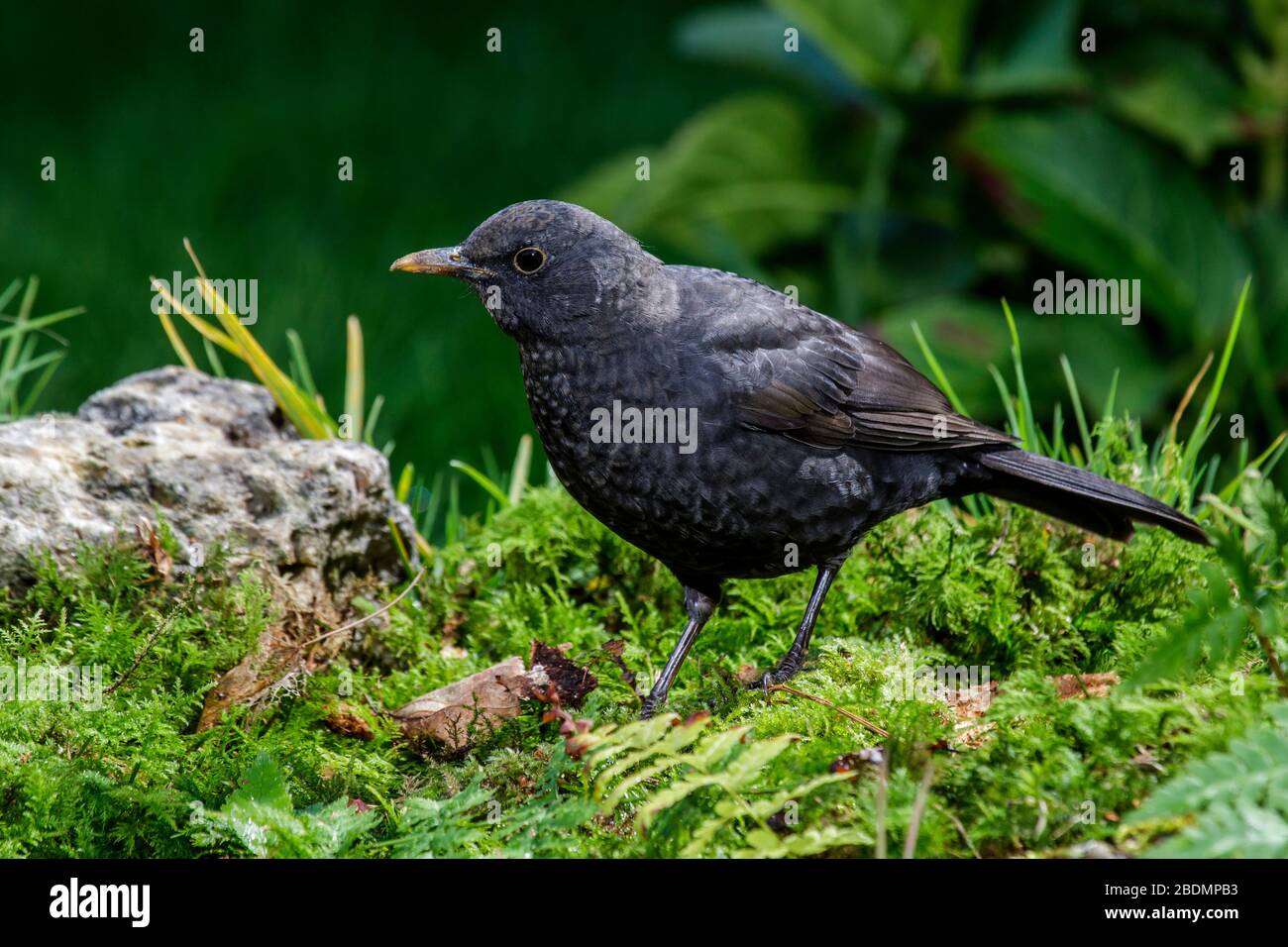Junges mannchen hi-res stock photography and images - Alamy