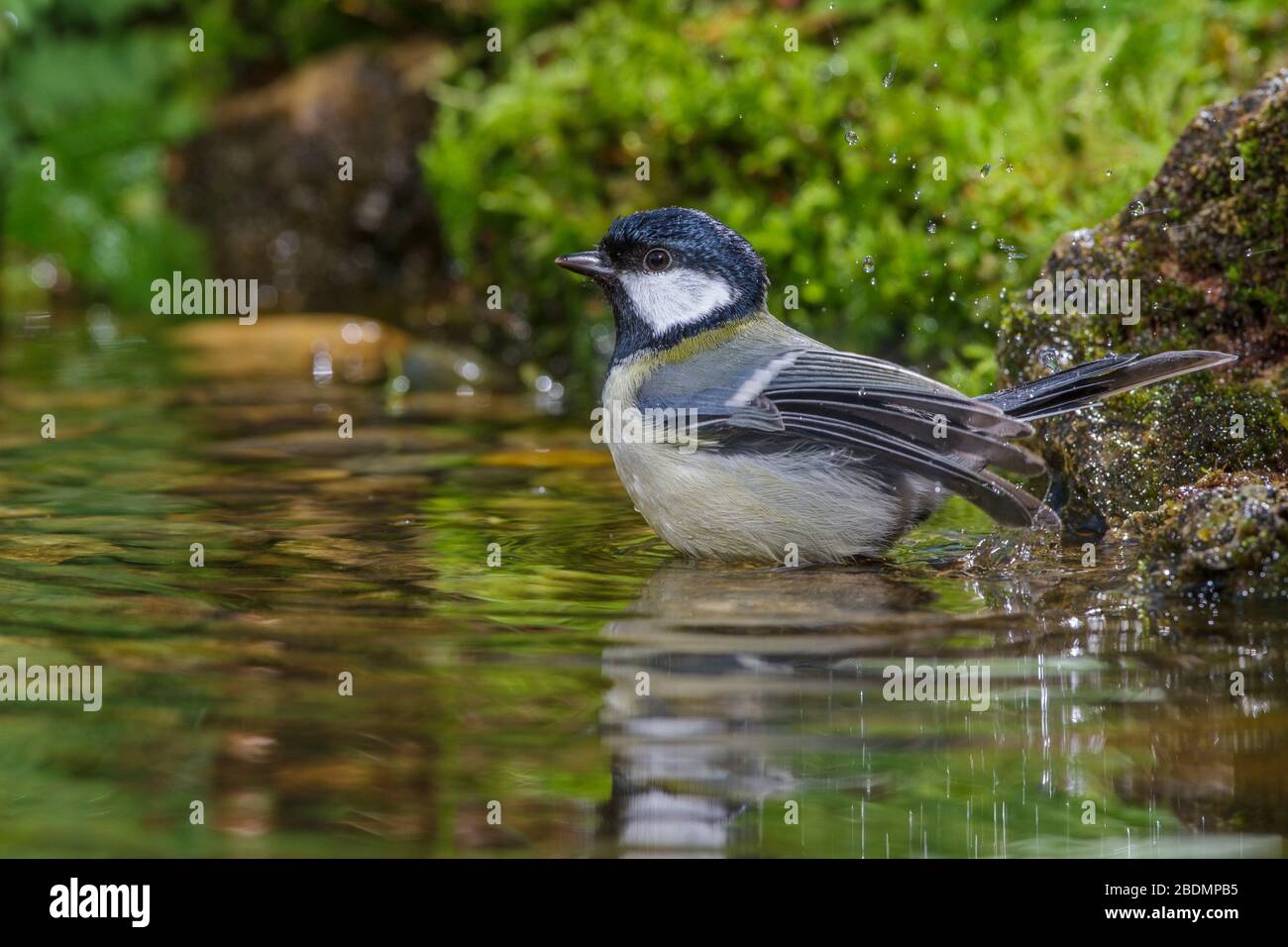 Adult parus major hi-res stock photography and images - Alamy