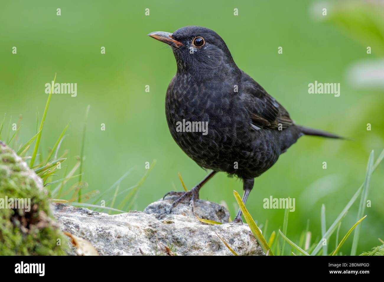 Junges mannchen hi-res stock photography and images - Alamy