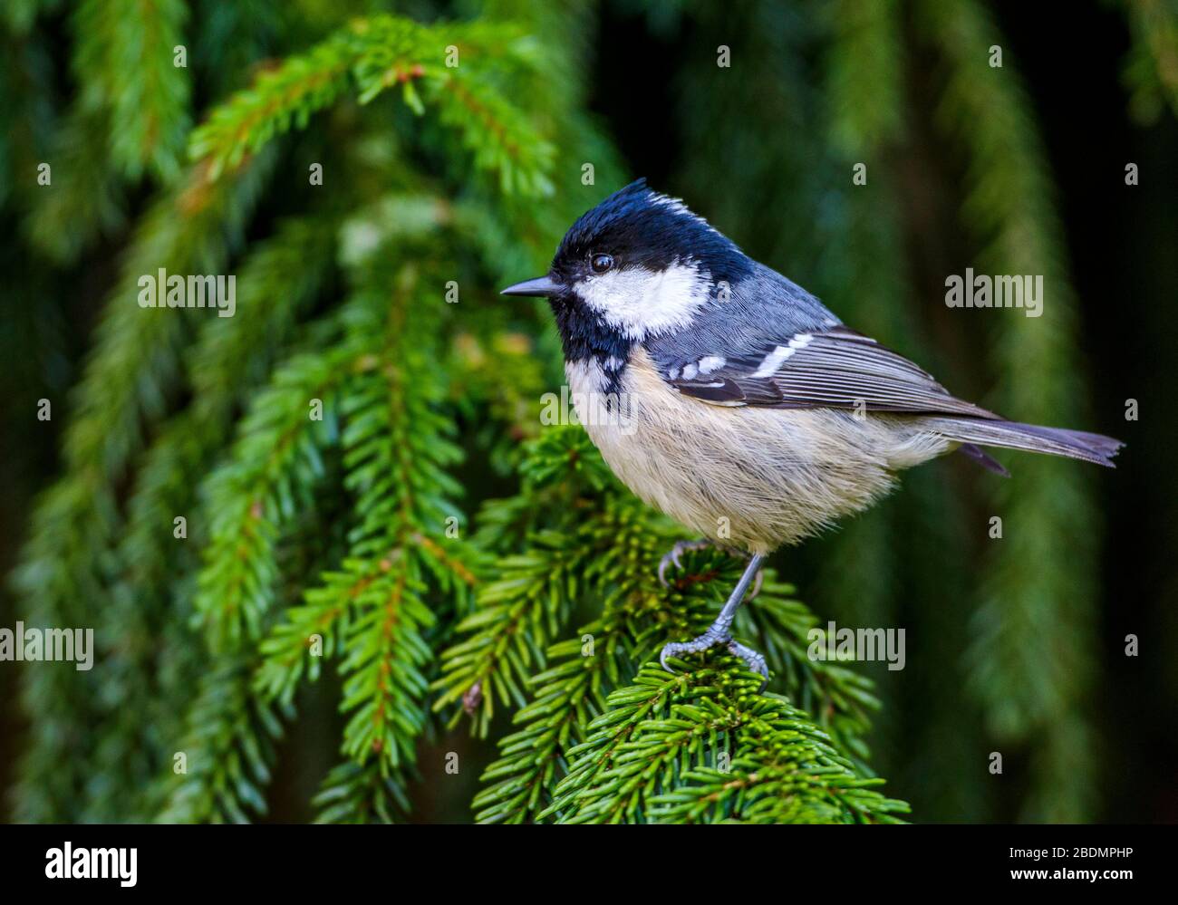 Tannenmeise (Periparus ater Stock Photo - Alamy