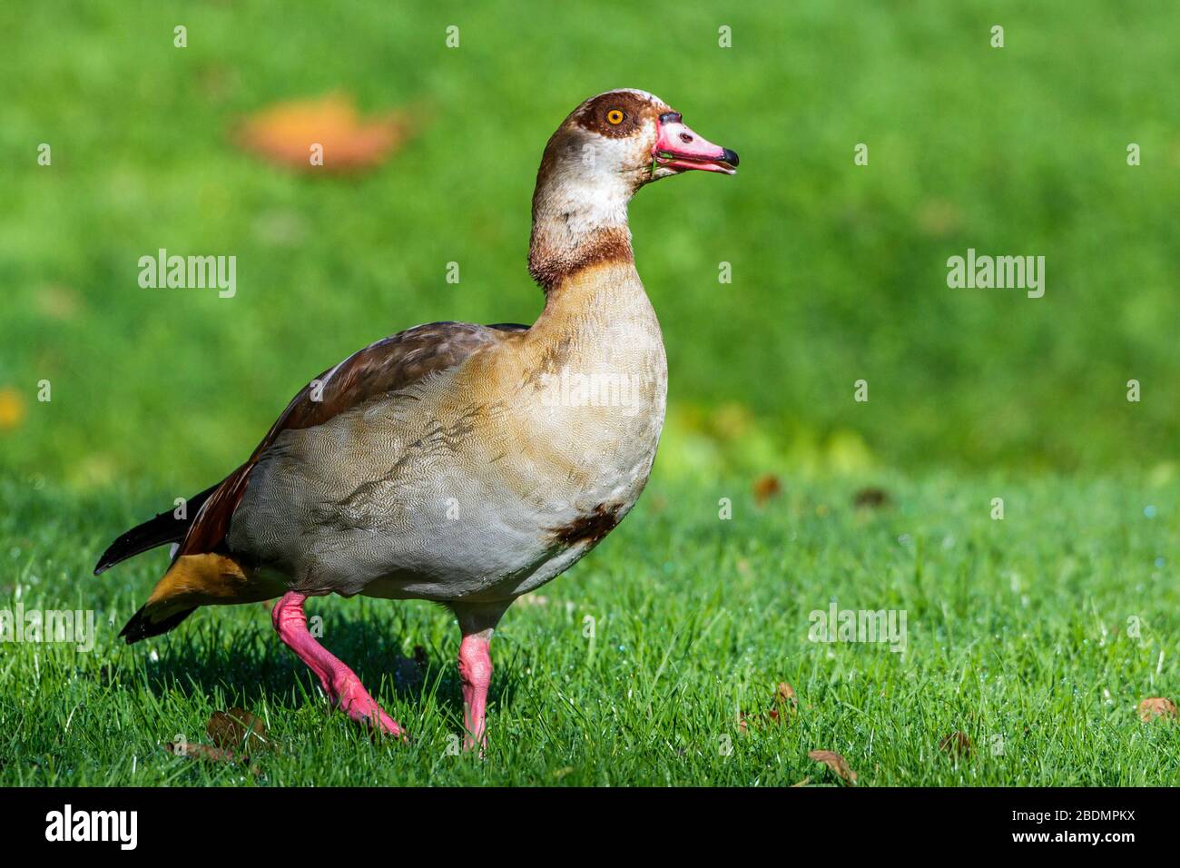 Nilganse hi-res stock photography and images - Alamy