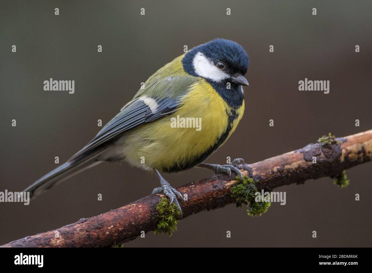 Adult parus major hi-res stock photography and images - Alamy