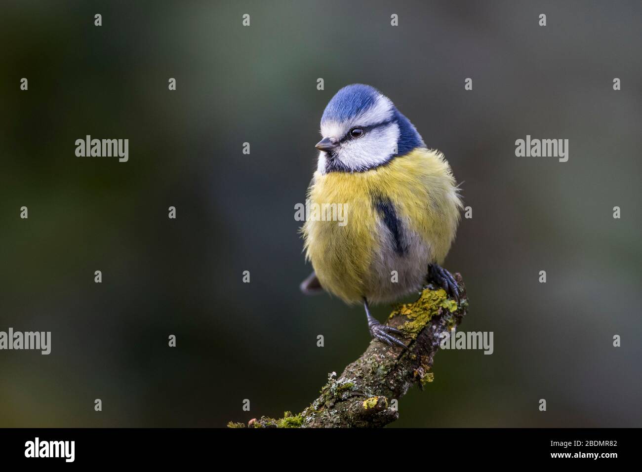 Cyanistes caeruleus hi-res stock photography and images - Alamy