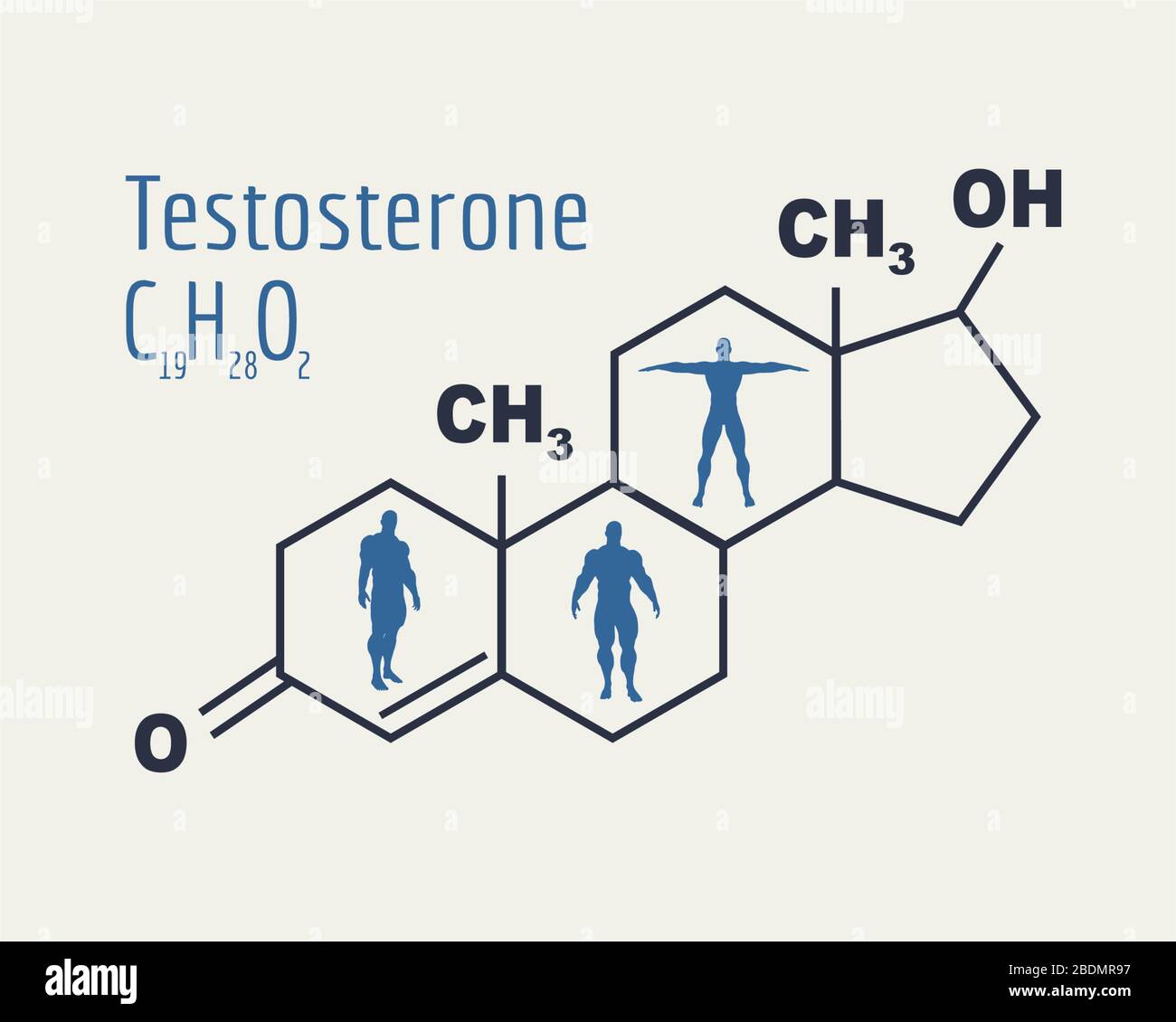 Formula Hormone Testosterone Stock Vector Image And Art Alamy
