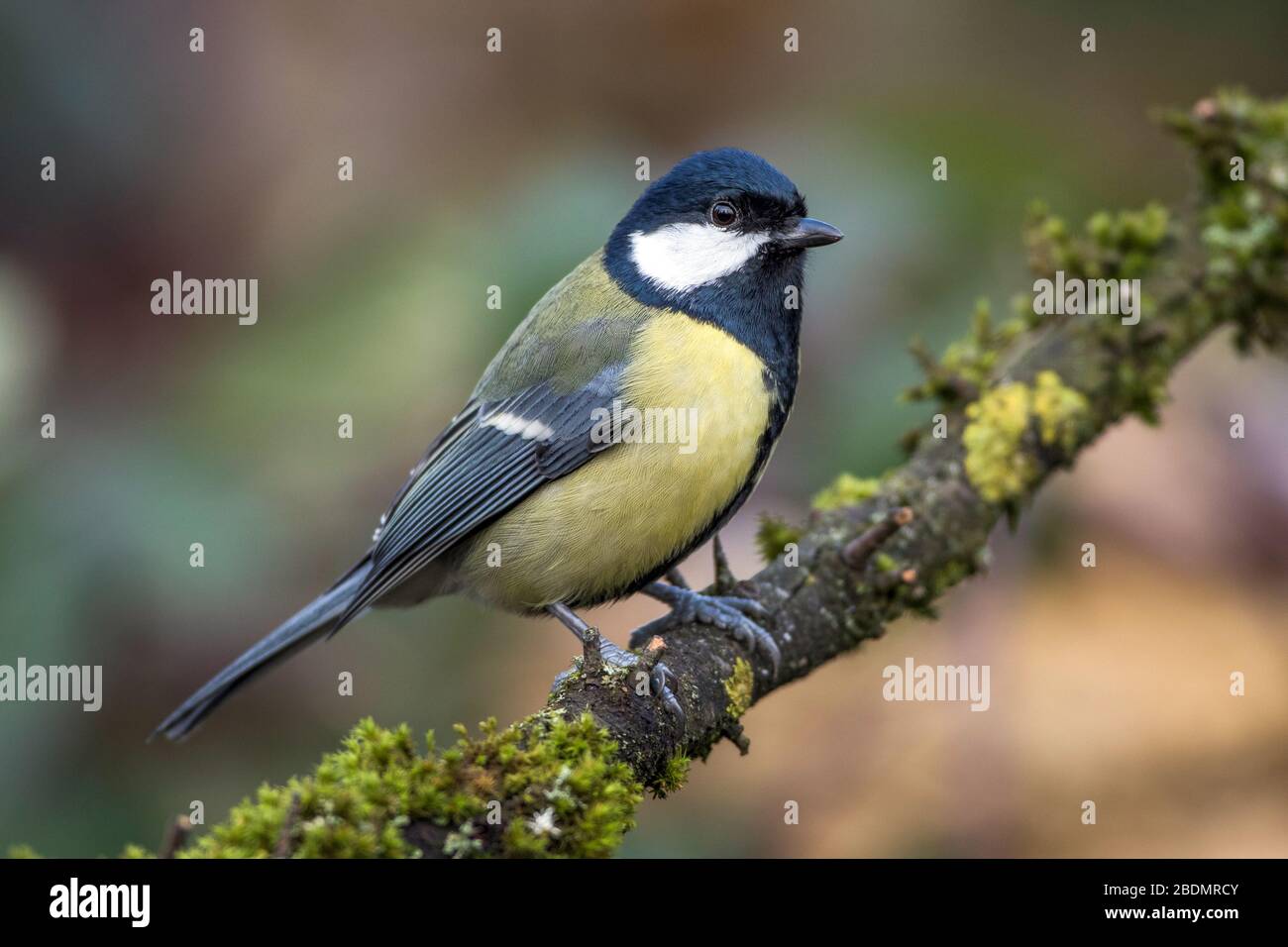 Adult parus major hi-res stock photography and images - Alamy