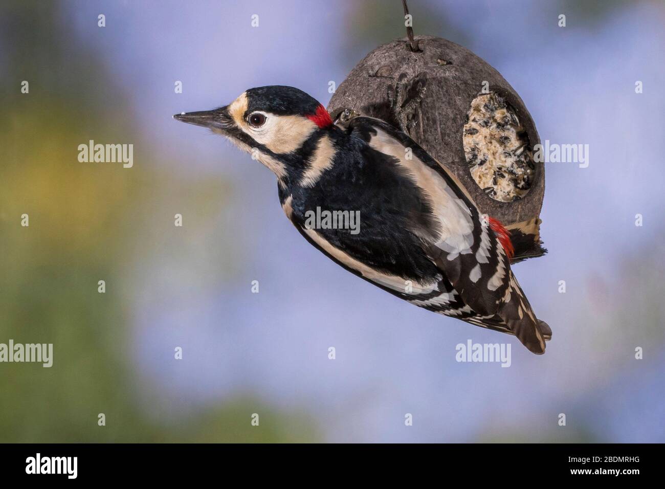 Buntspecht (Dendrocopus major) Männchen Stock Photo - Alamy