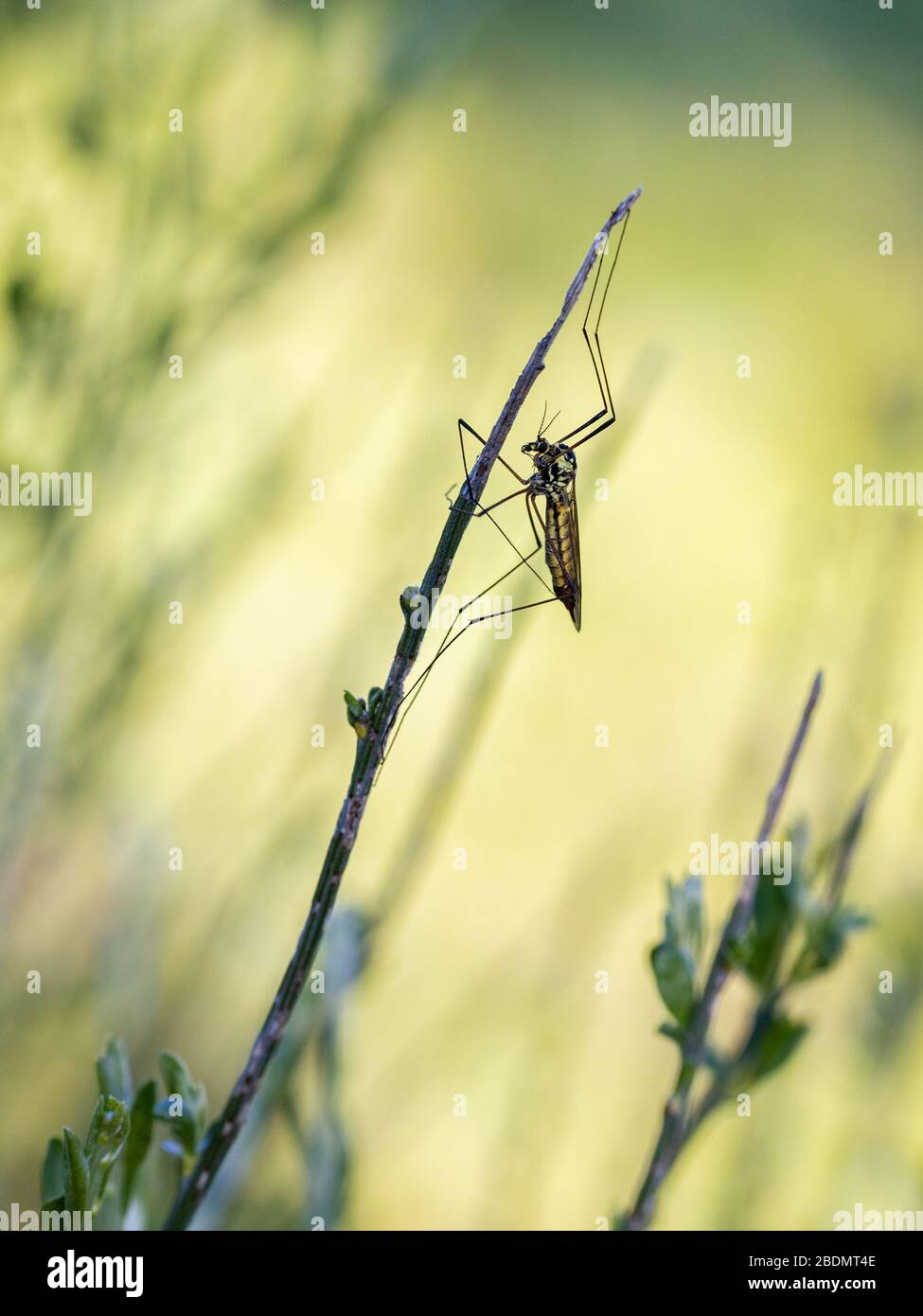 Crane fly is a common name referring to any member of the insect family ...