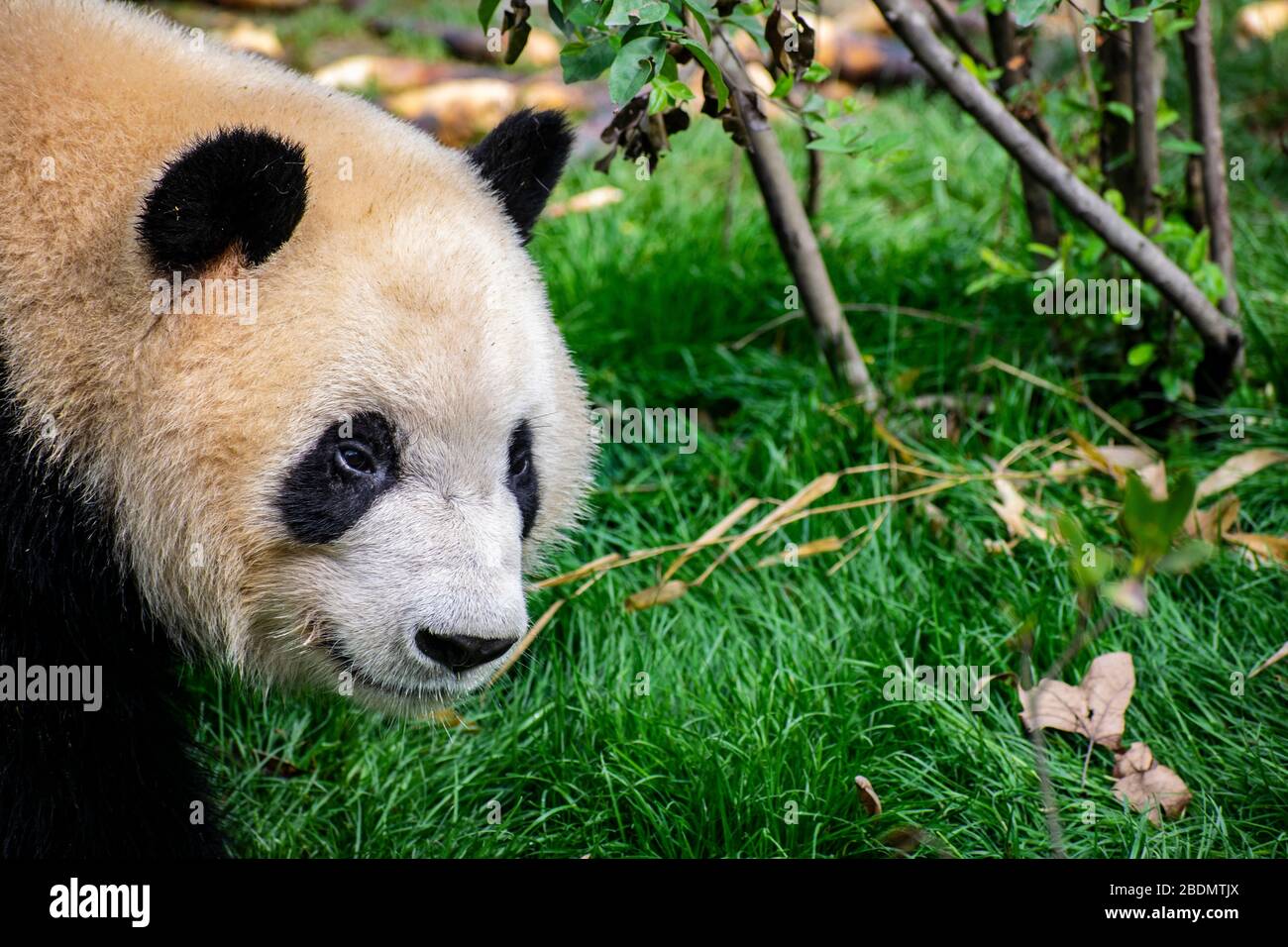 Happy pandas hi-res stock photography and images - Alamy