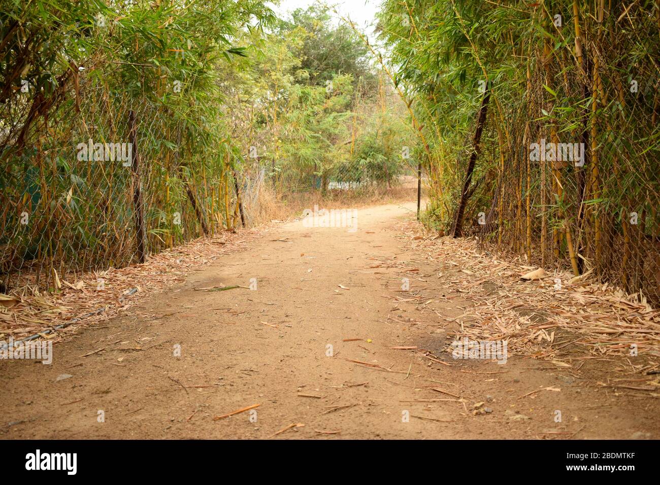 Forest path landscape. Forest dirty road view. Forest pathway landscape ...