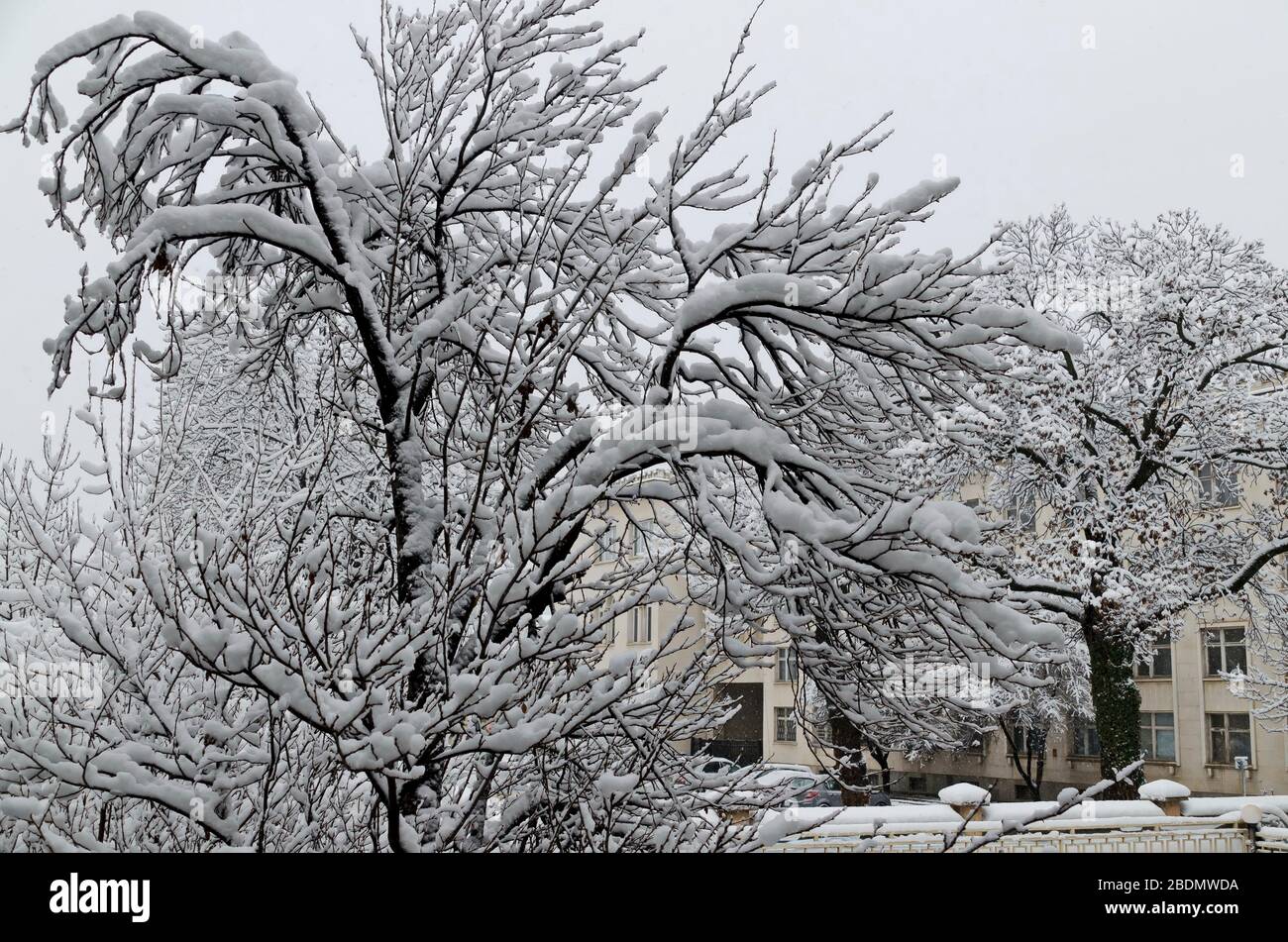 A late, heavy snowfall on the fallen tree branches, Sofia, Bulgaria ...