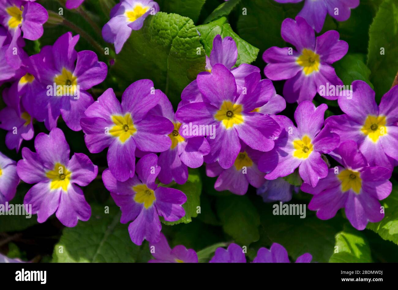 Primula flower bed hi-res stock photography and images - Alamy