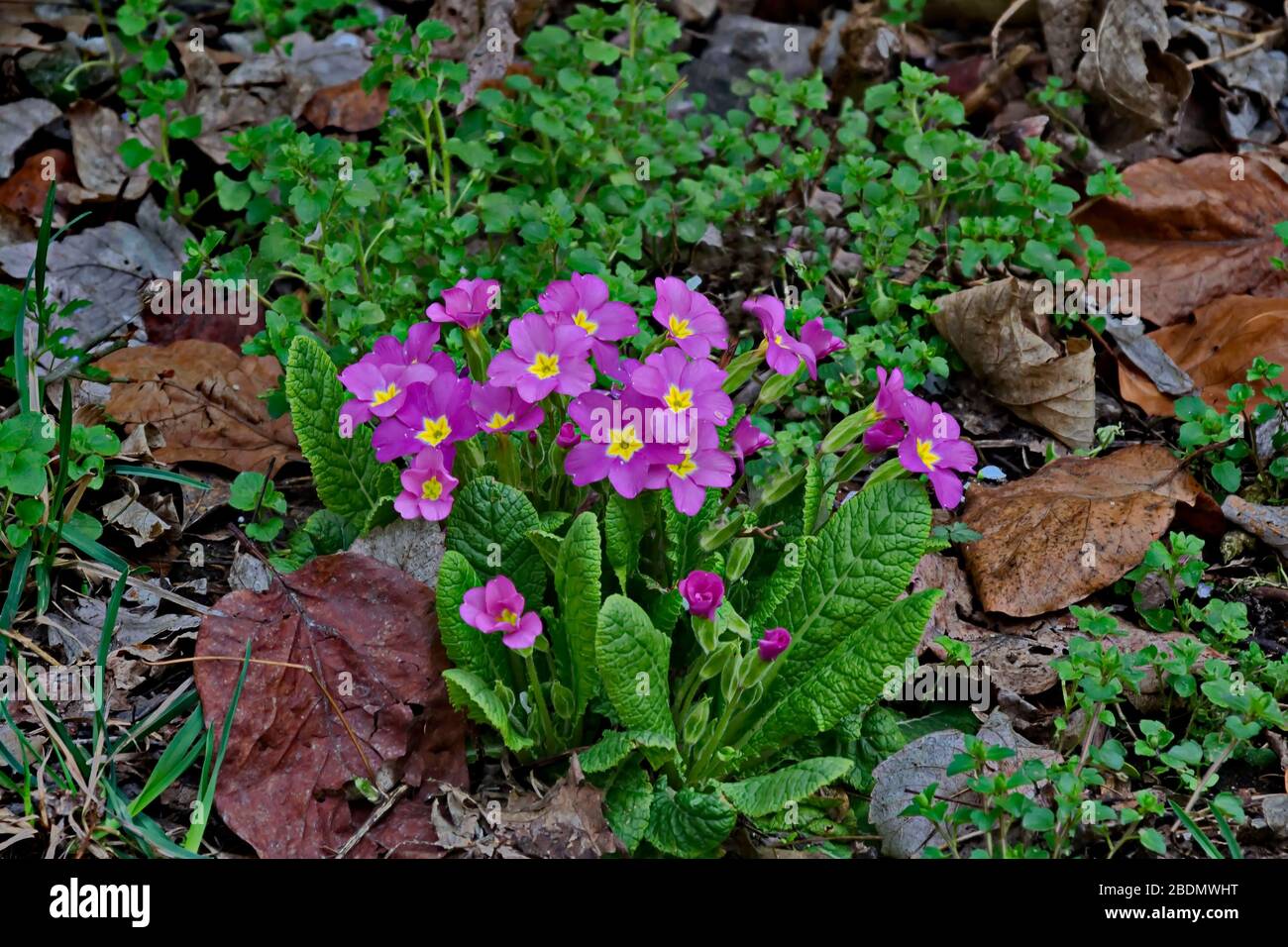 Primrose flower bed hi-res stock photography and images - Alamy