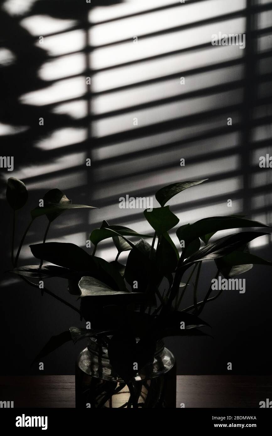 Photographing the window below the green plants Stock Photo - Alamy