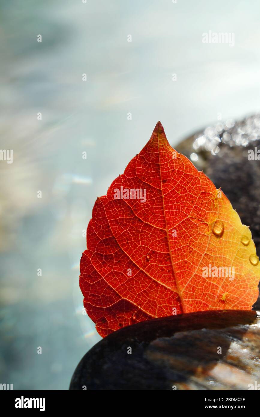 After the rain of maple leaves Stock Photo - Alamy